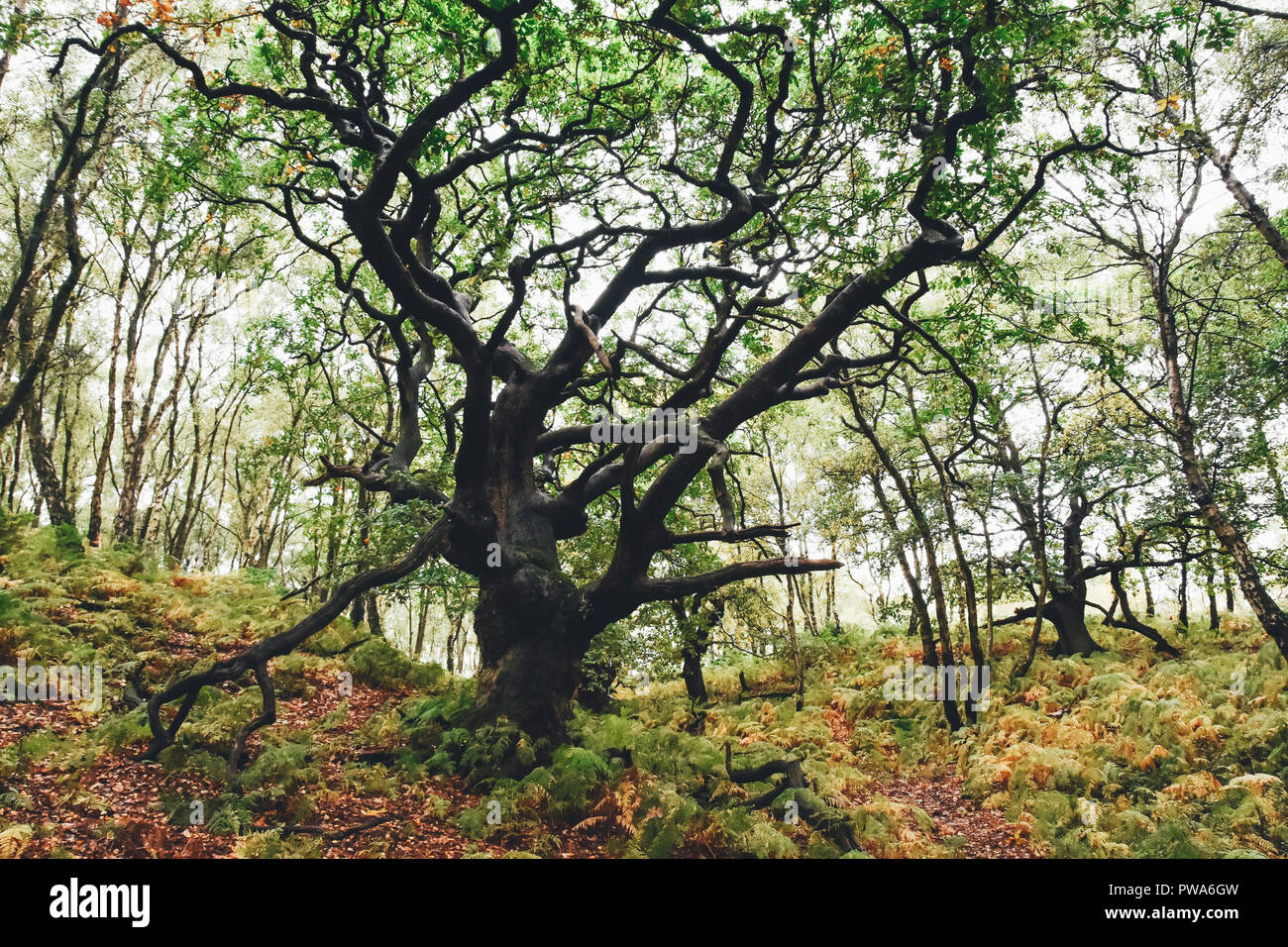 Cannock Chase ancient old oak trees found near Brocton, Staffordshire ...
