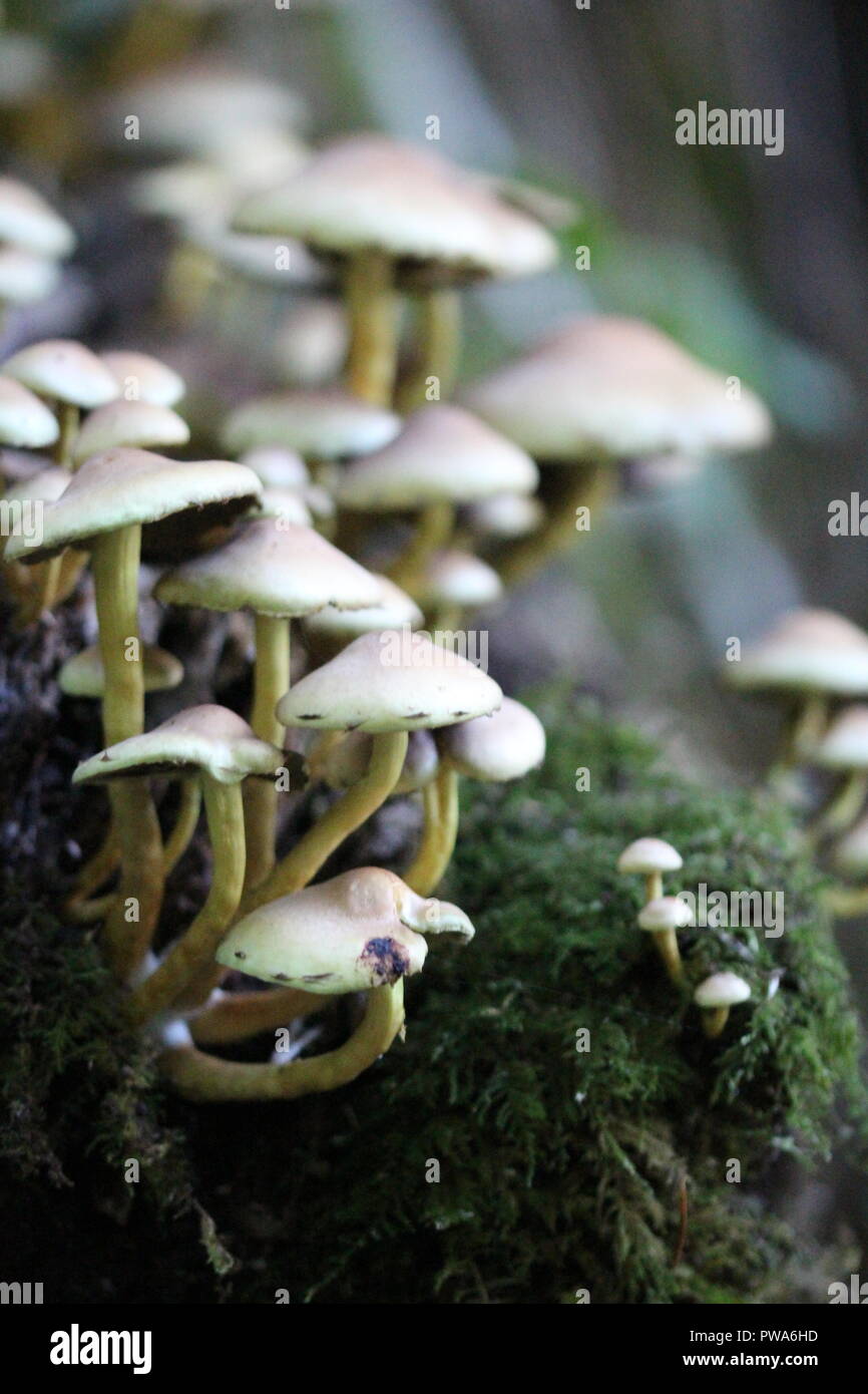 A collection of fungi Stock Photo - Alamy