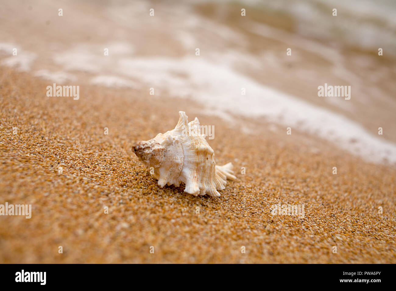 White sea shell on the sandy shore Stock Photo - Alamy
