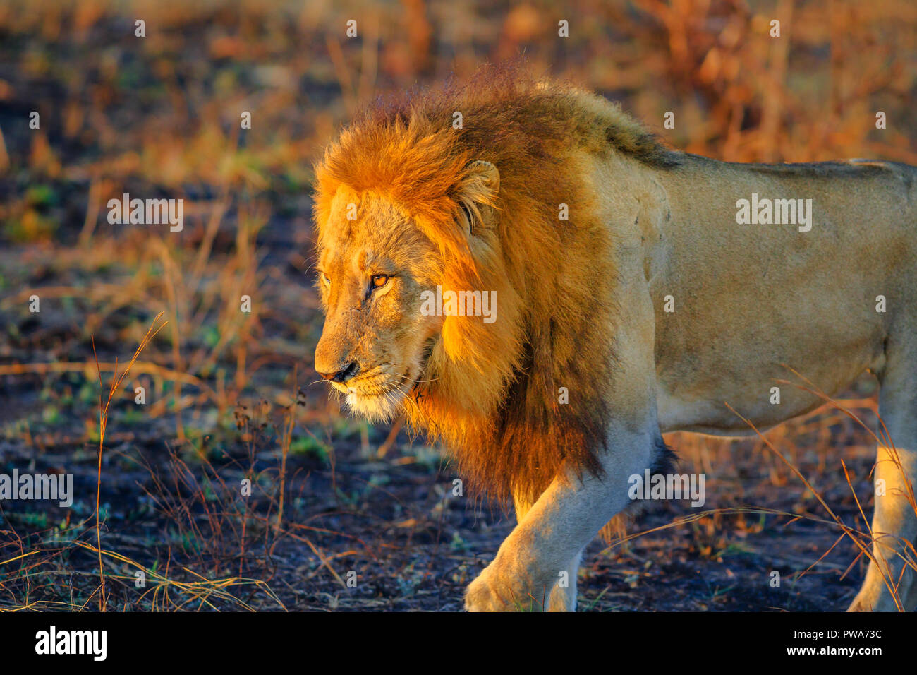 Lion Natural Habitat