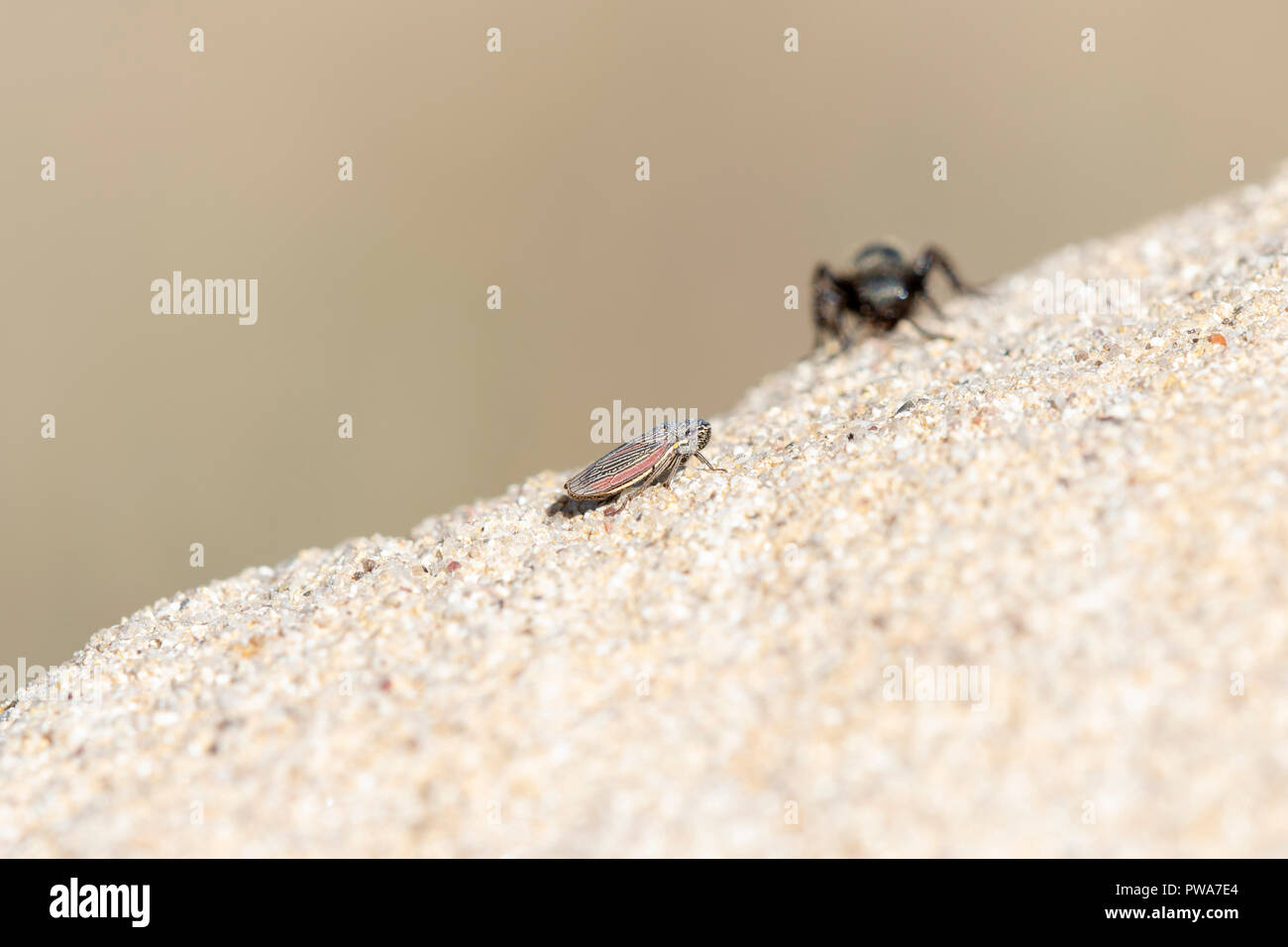 Mutillidae hi-res stock photography and images - Alamy