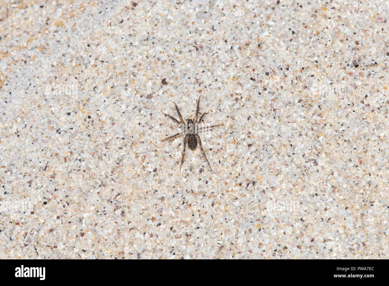 Grass Spider (Agelenopsis) on a Verical Sandstone Wall on the Eastern ...