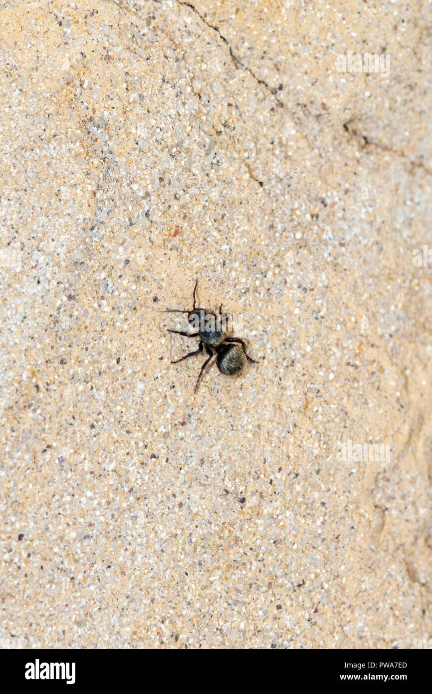 Black & Gold Velvet Ant Wasp (Mutillidae) Searching for Prey on ...