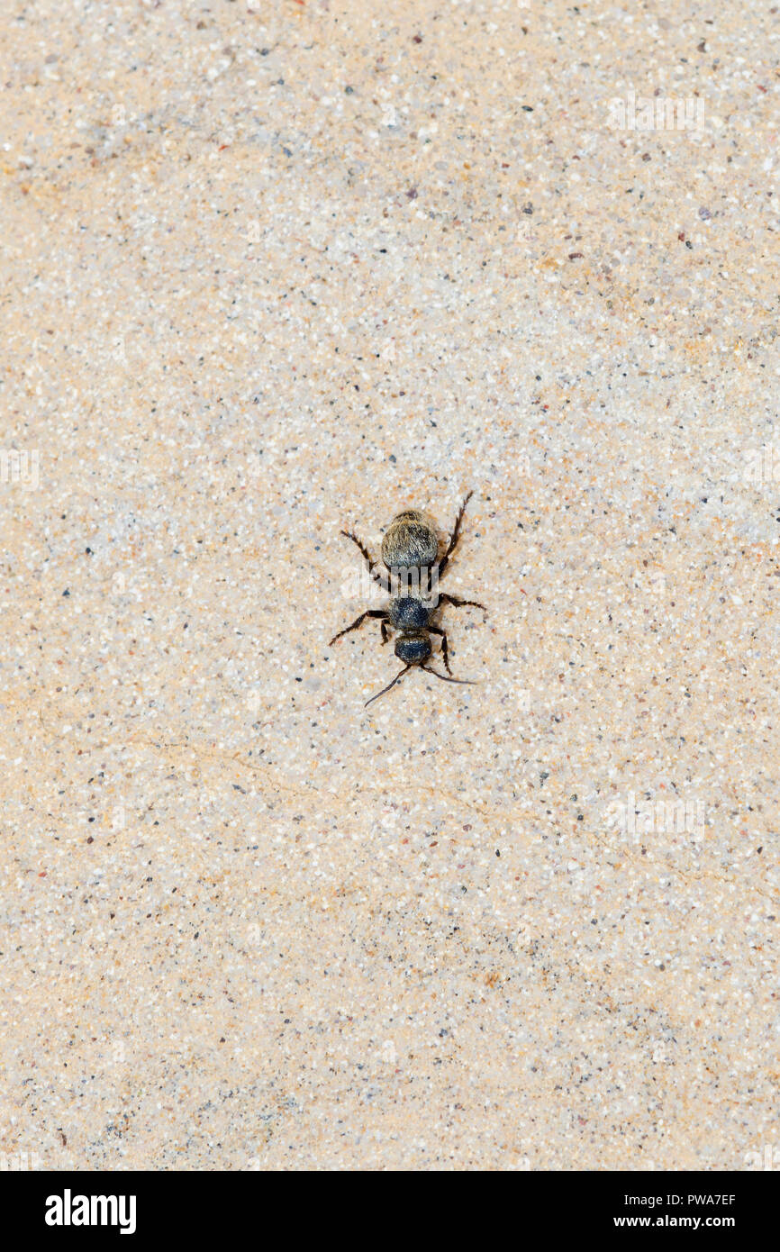 Black & Gold Velvet Ant Wasp (Mutillidae) Searching for Prey on ...