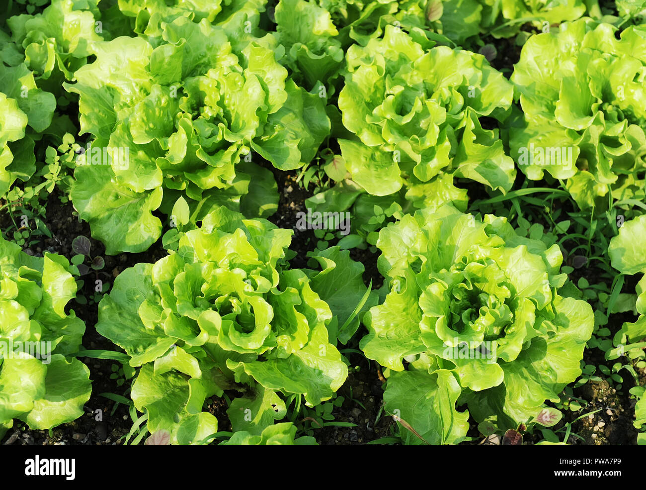 lettuce plant in field Stock Photo - Alamy