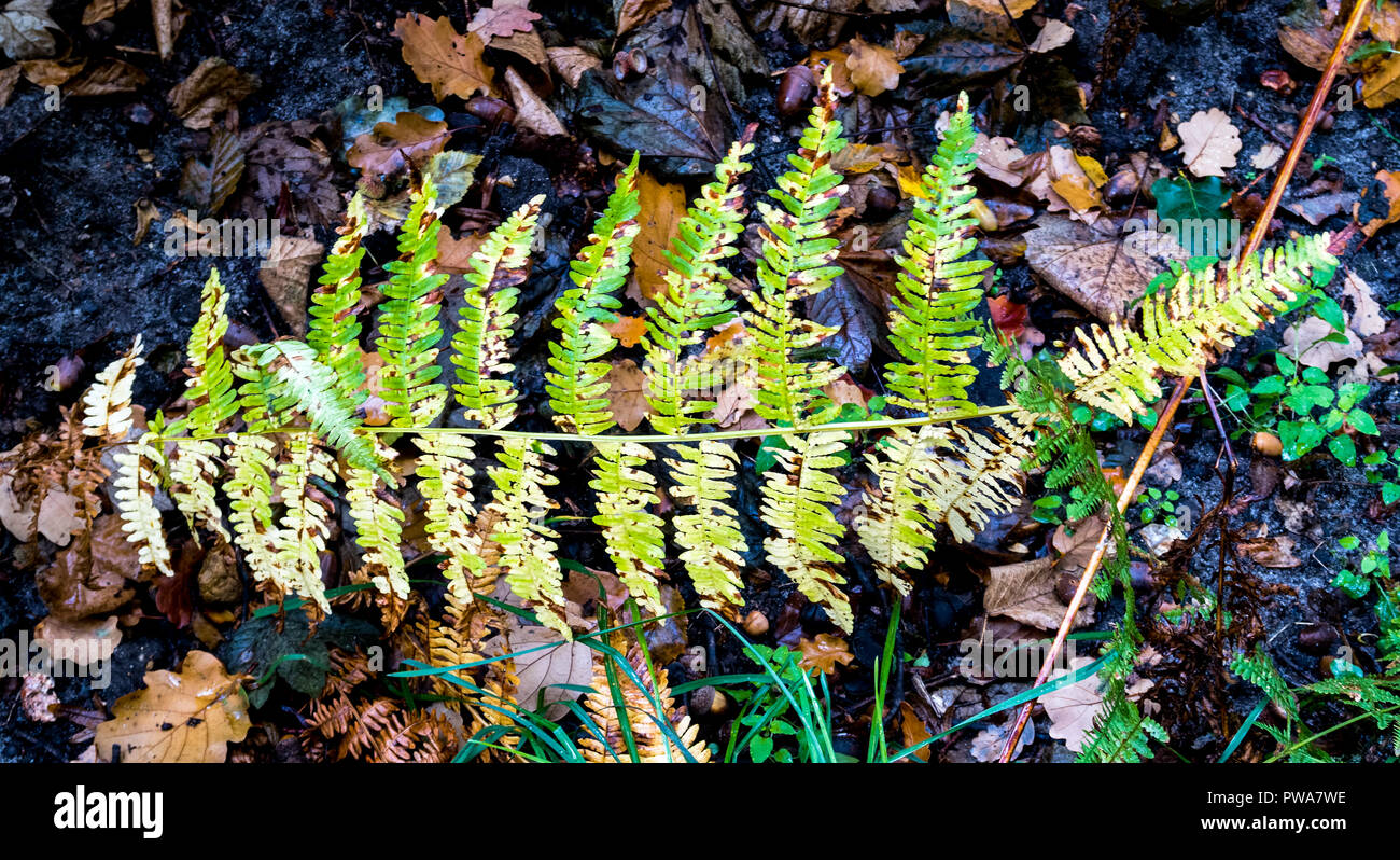 Golden tree fern hi-res stock photography and images - Alamy