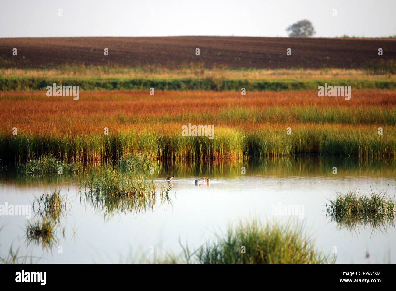 Swamp landscape hi-res stock photography and images - Alamy