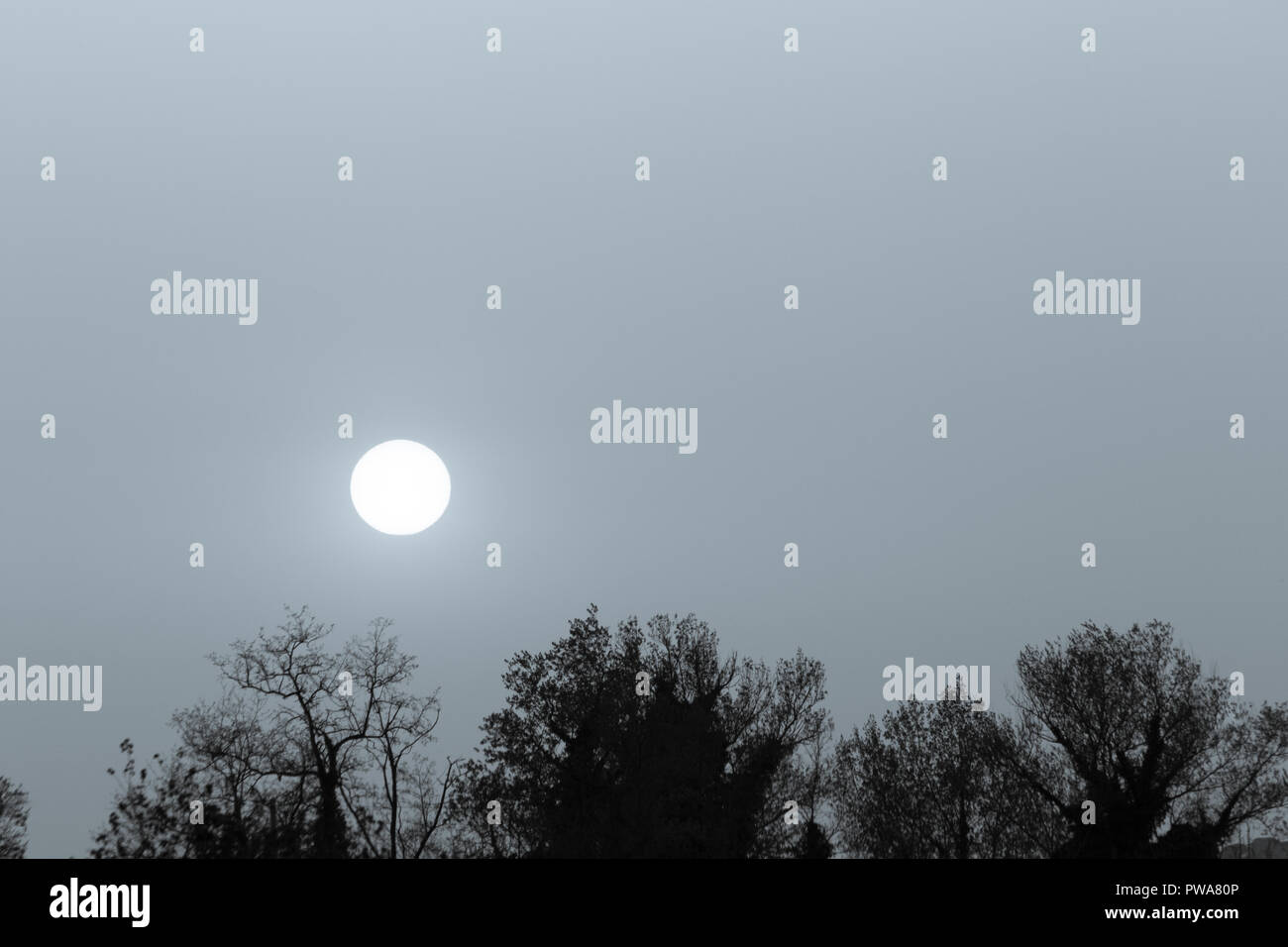 Sunset over trees silhouettes, filtered through a cold filter Stock ...