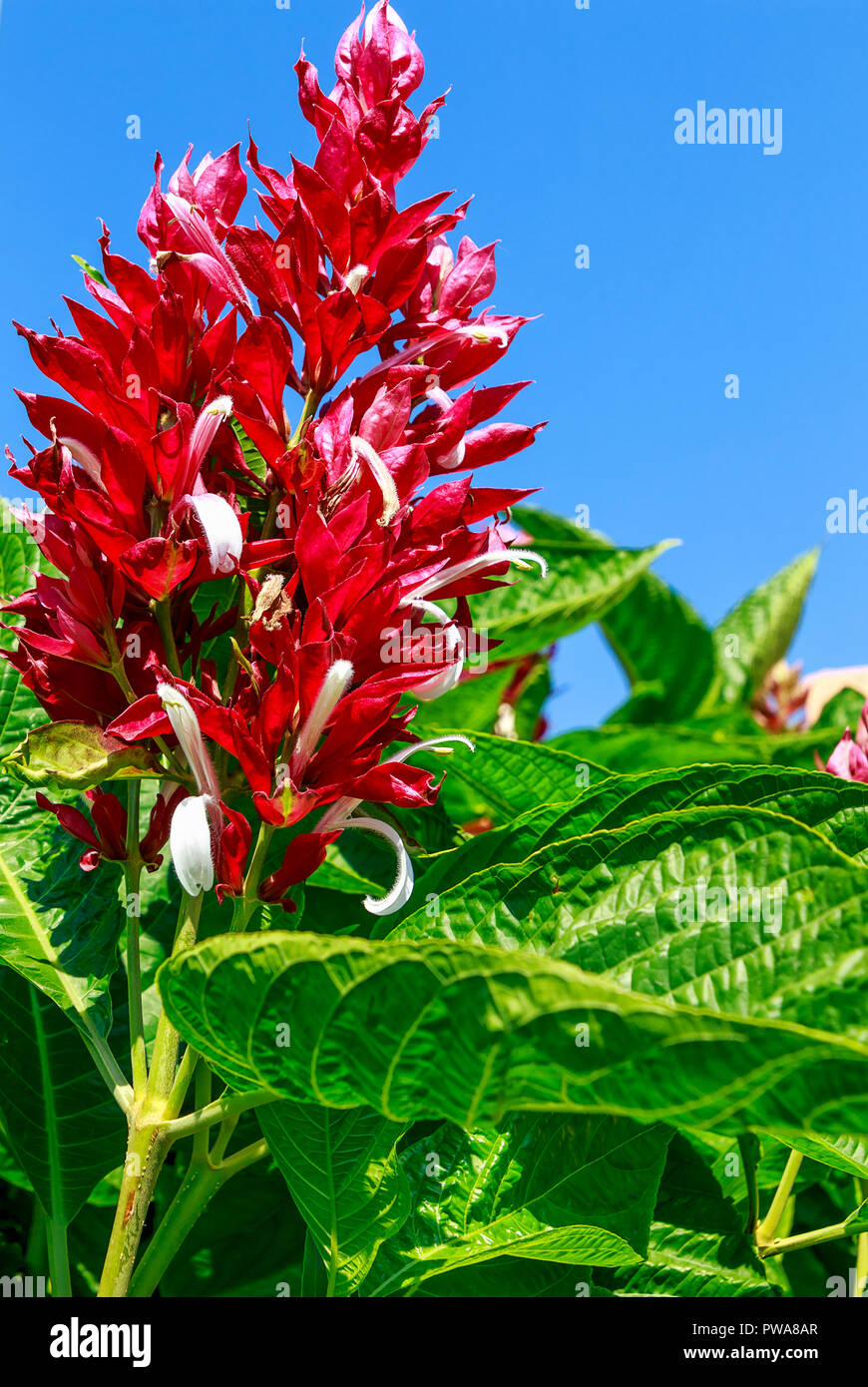 Red flower brazilian plant hi-res stock photography and images - Alamy