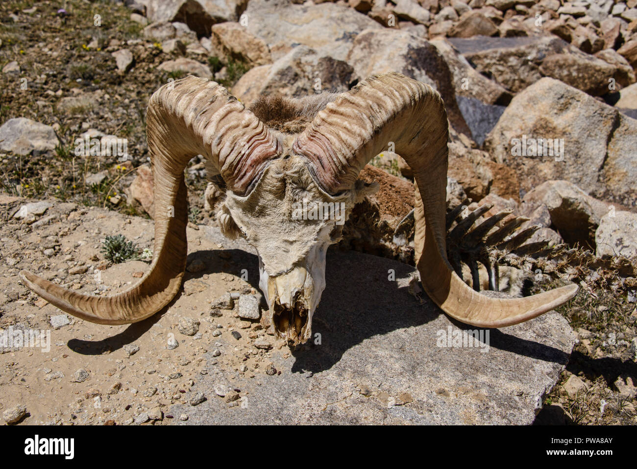 Marco polo sheep hi-res stock photography and images - Alamy