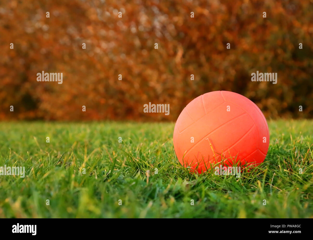Beach Volleyball on green grass at autumn Stock Photo - Alamy
