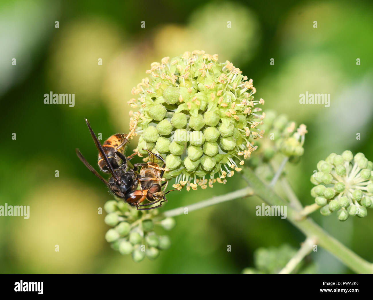 Hiedra hi-res stock photography and images - Alamy