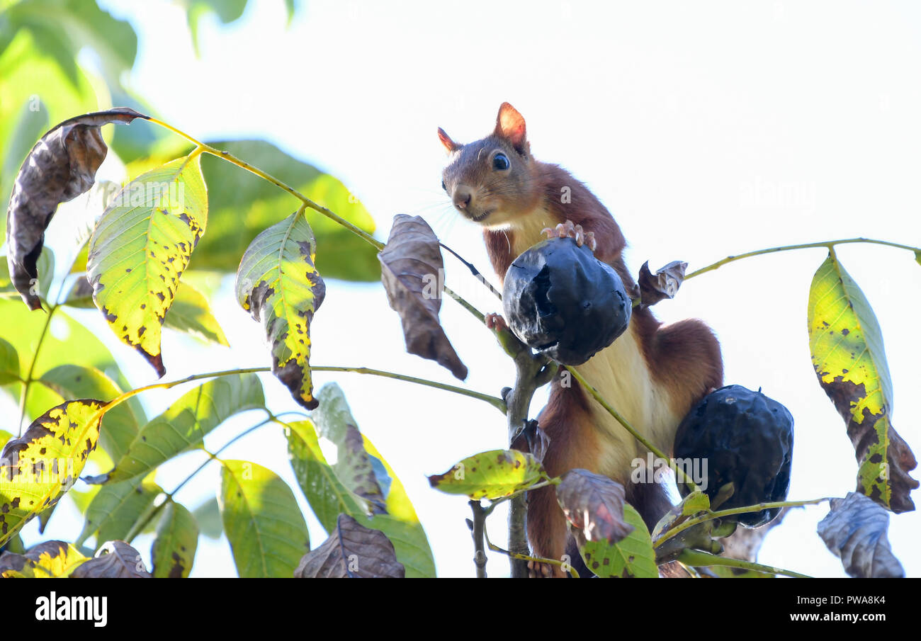 Red squirrel eating nuts in a walnut Stock Photo - Alamy