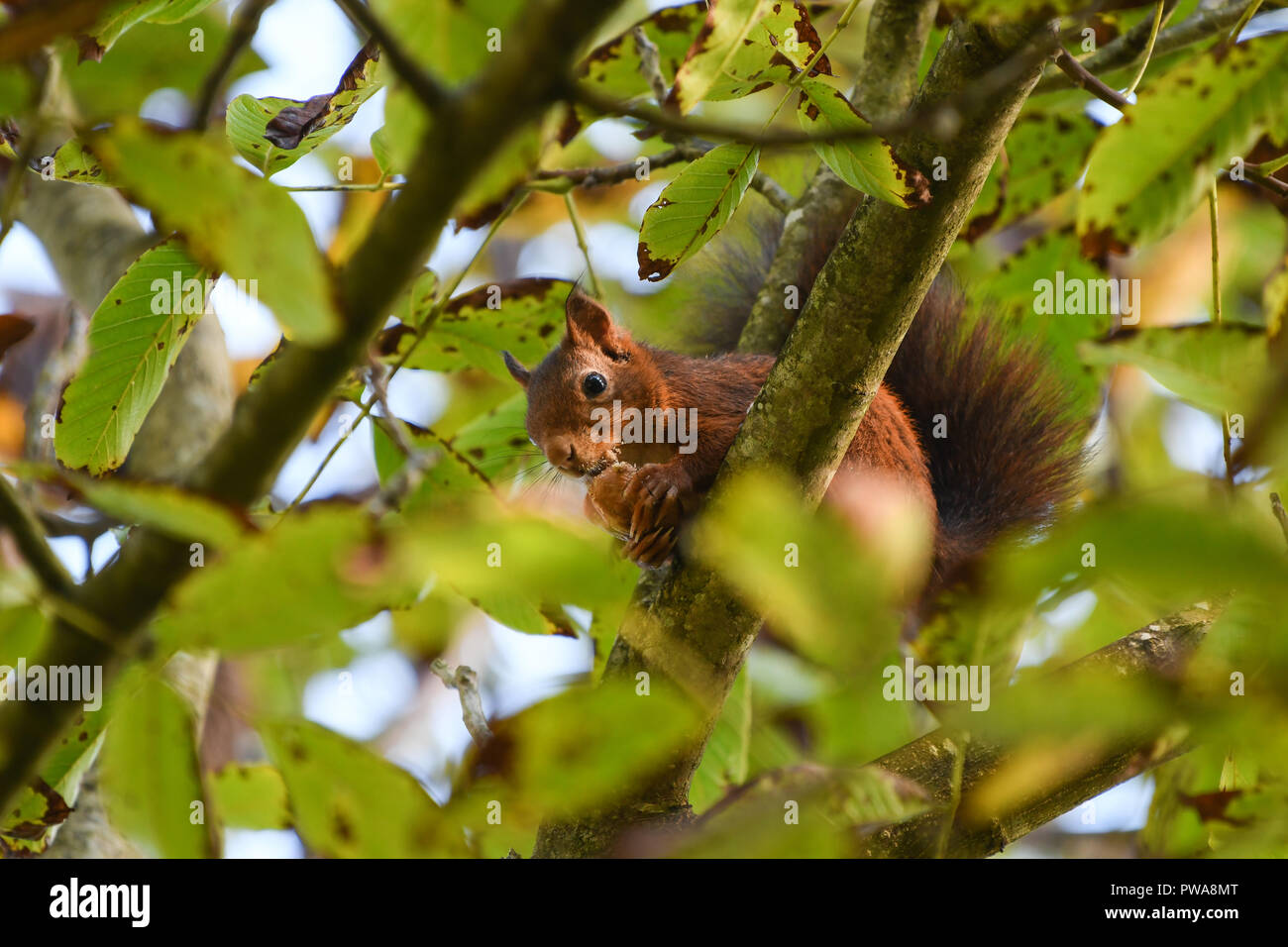 Red squirrel eating nuts in a walnut Stock Photo - Alamy