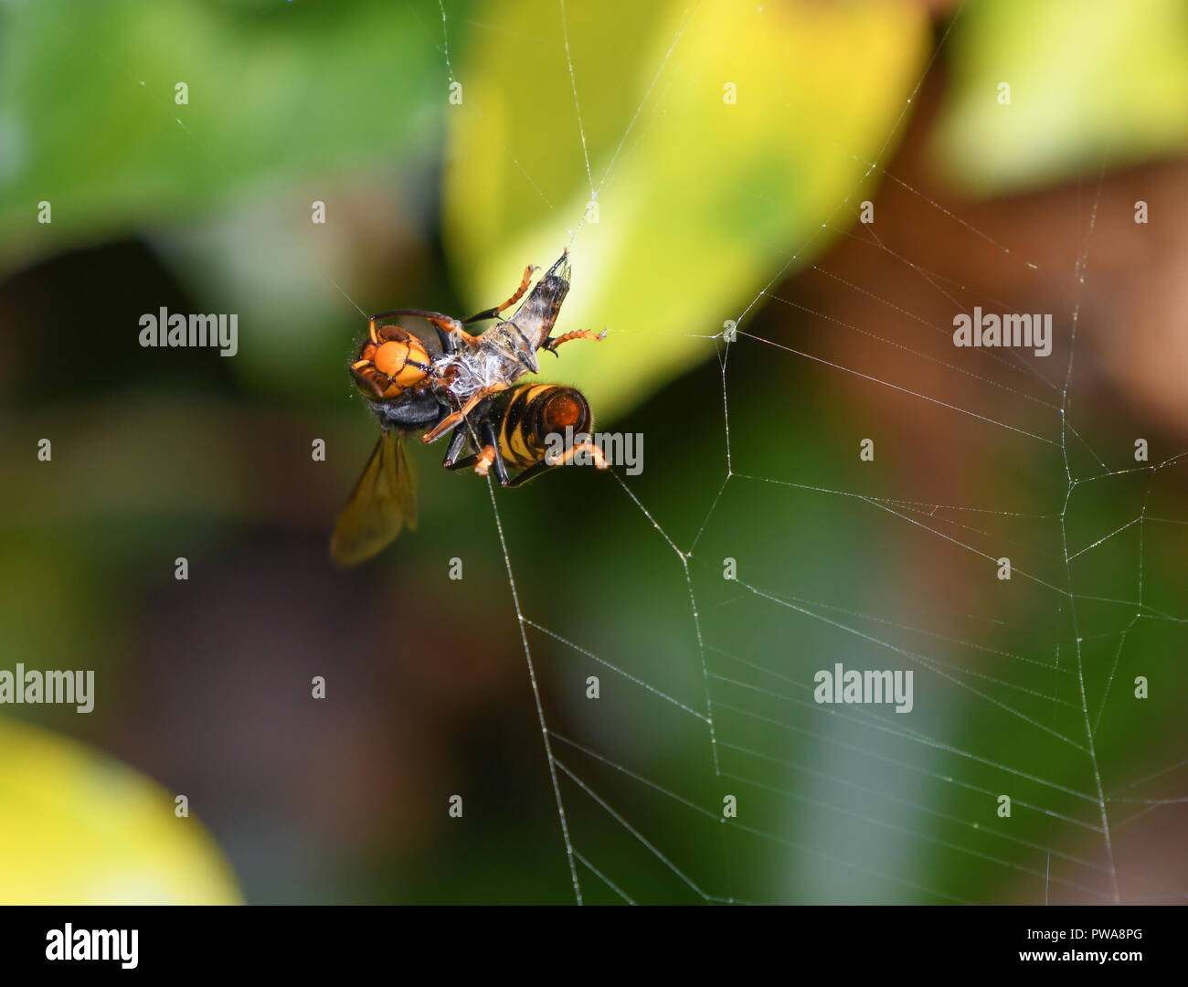 Asian spider hi-res stock photography and images - Alamy