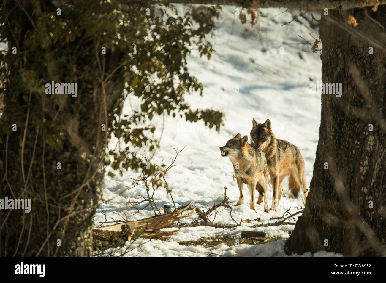 wolves in nature Stock Photo - Alamy