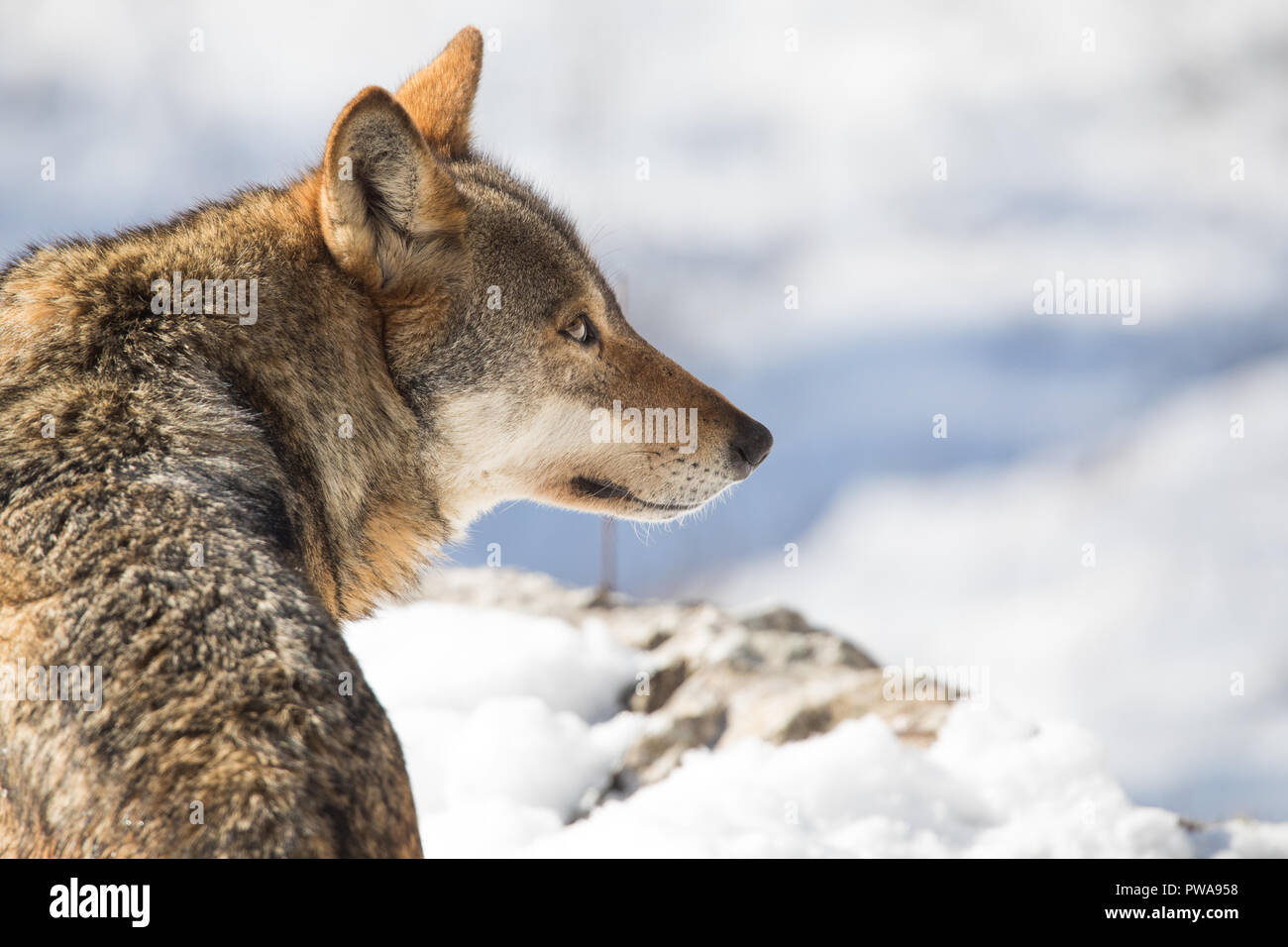 wolves in nature Stock Photo - Alamy