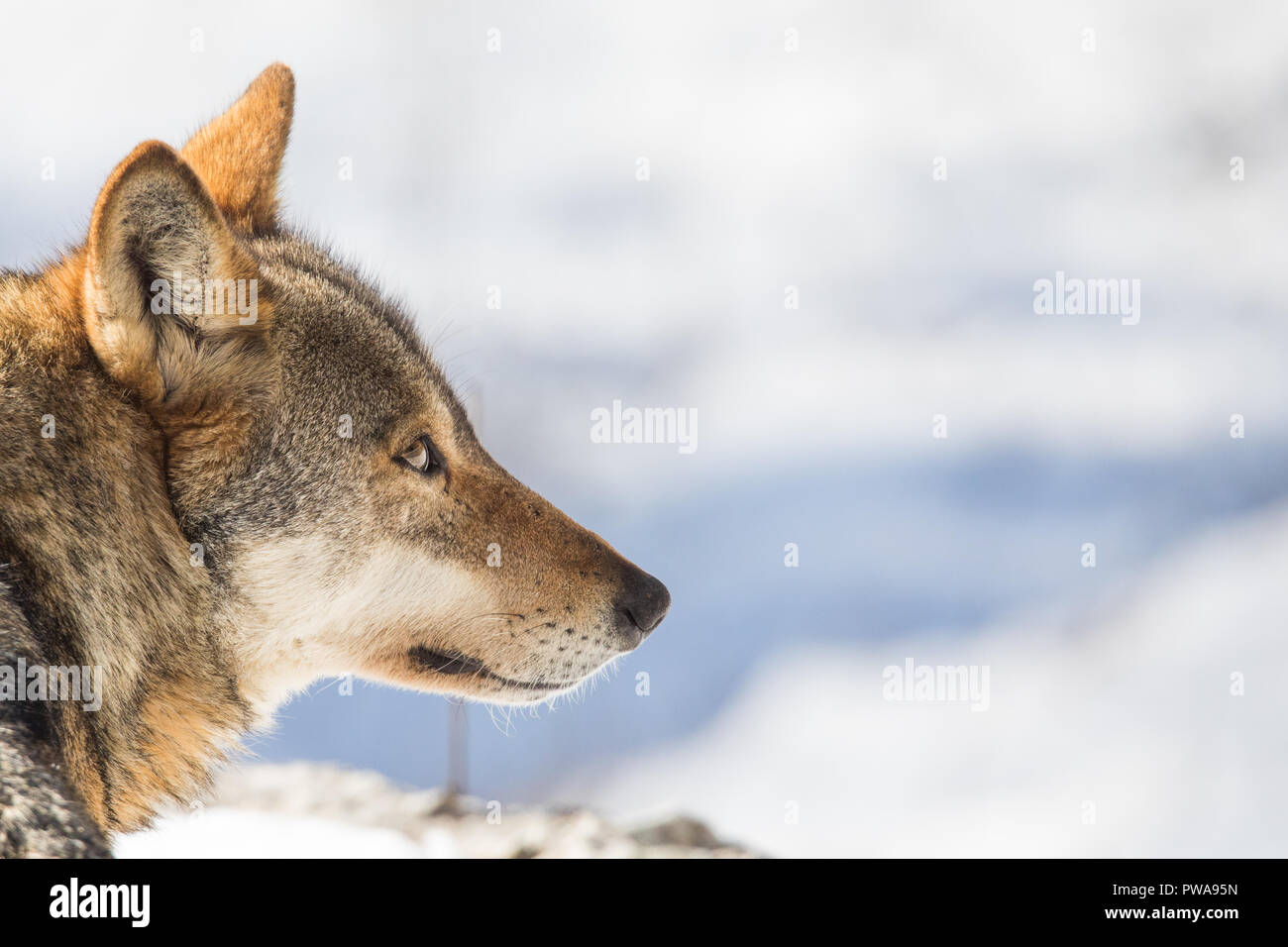 wolf in nature Stock Photo - Alamy