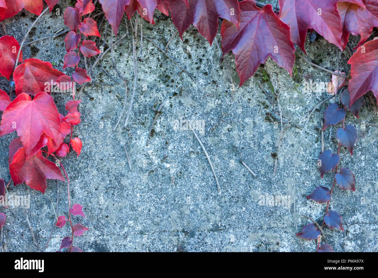 colorful red wild grape leaves textured background Stock Photo - Alamy