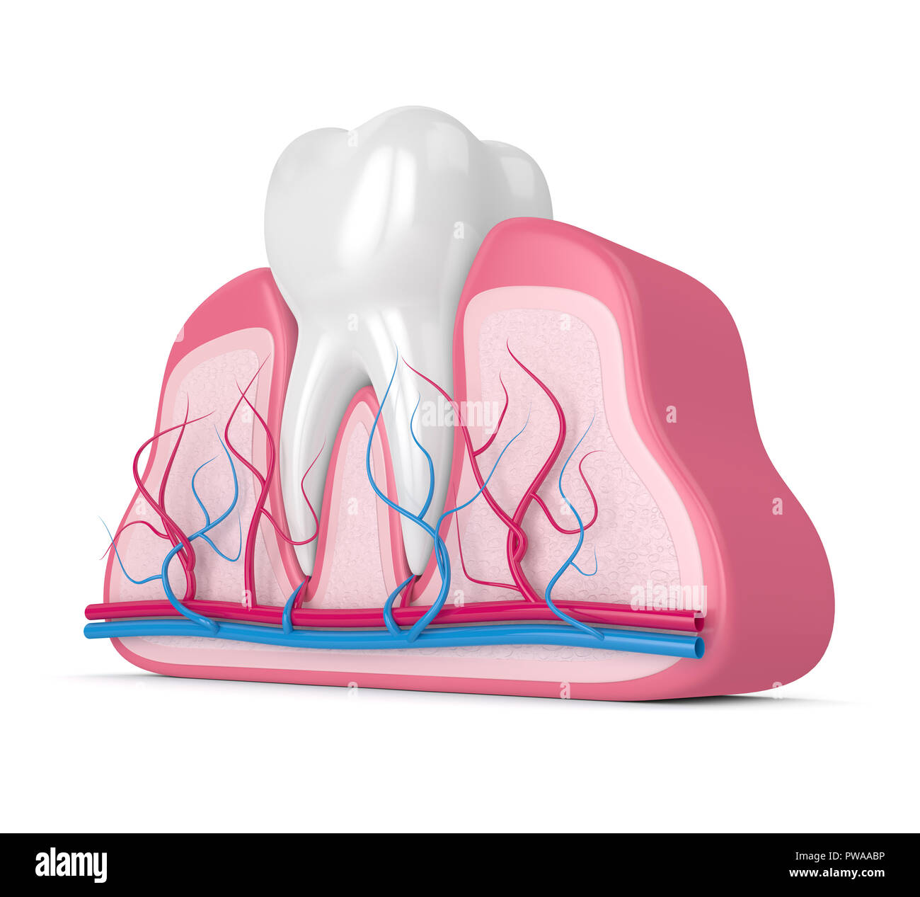 Blood Vessels 3d High Resolution Stock Photography and Images - Alamy