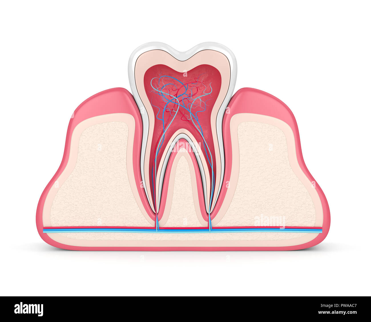 3d render of tooth in gums with nerves and blood vessels over white ...