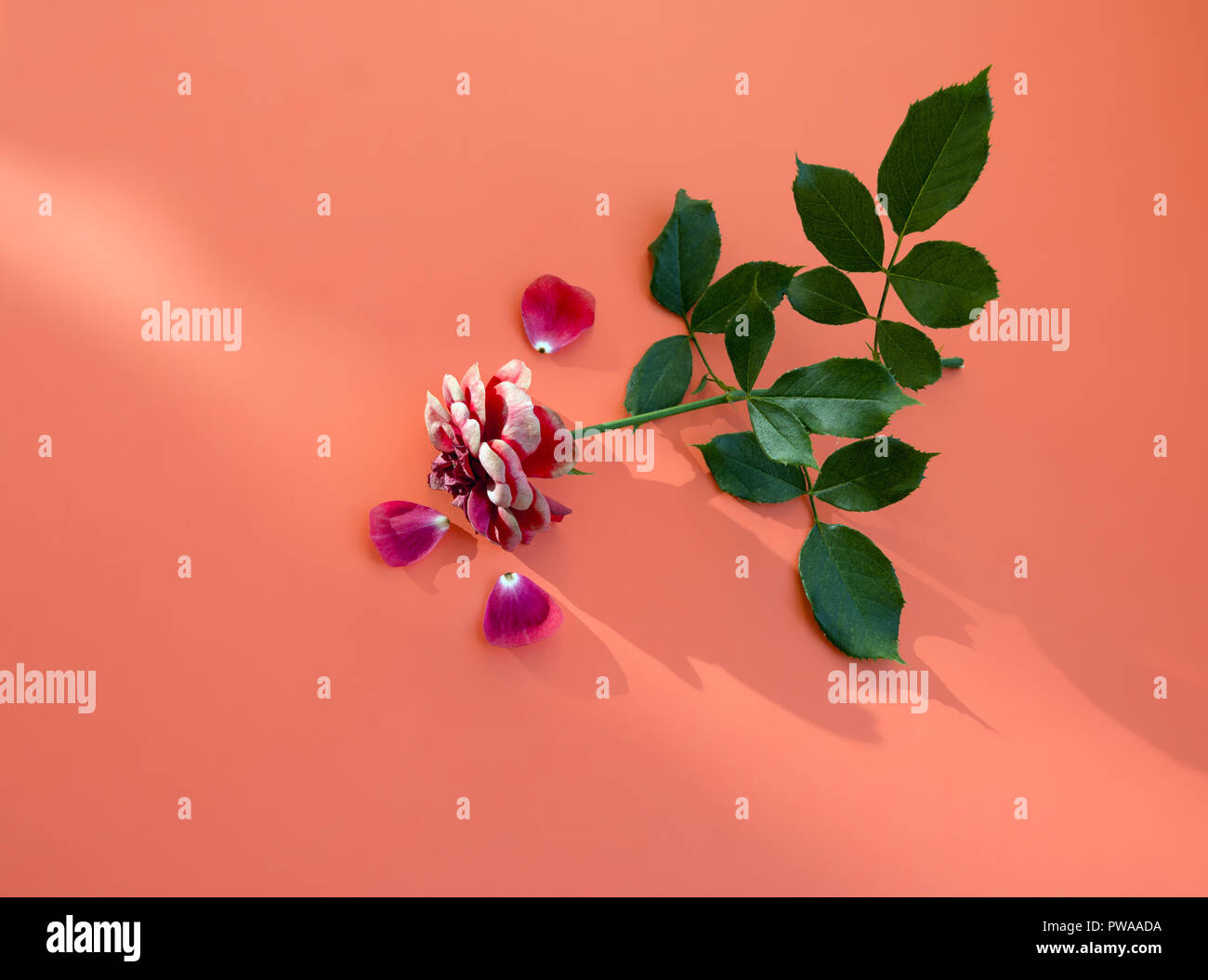 Sprig of roses hi-res stock photography and images - Alamy