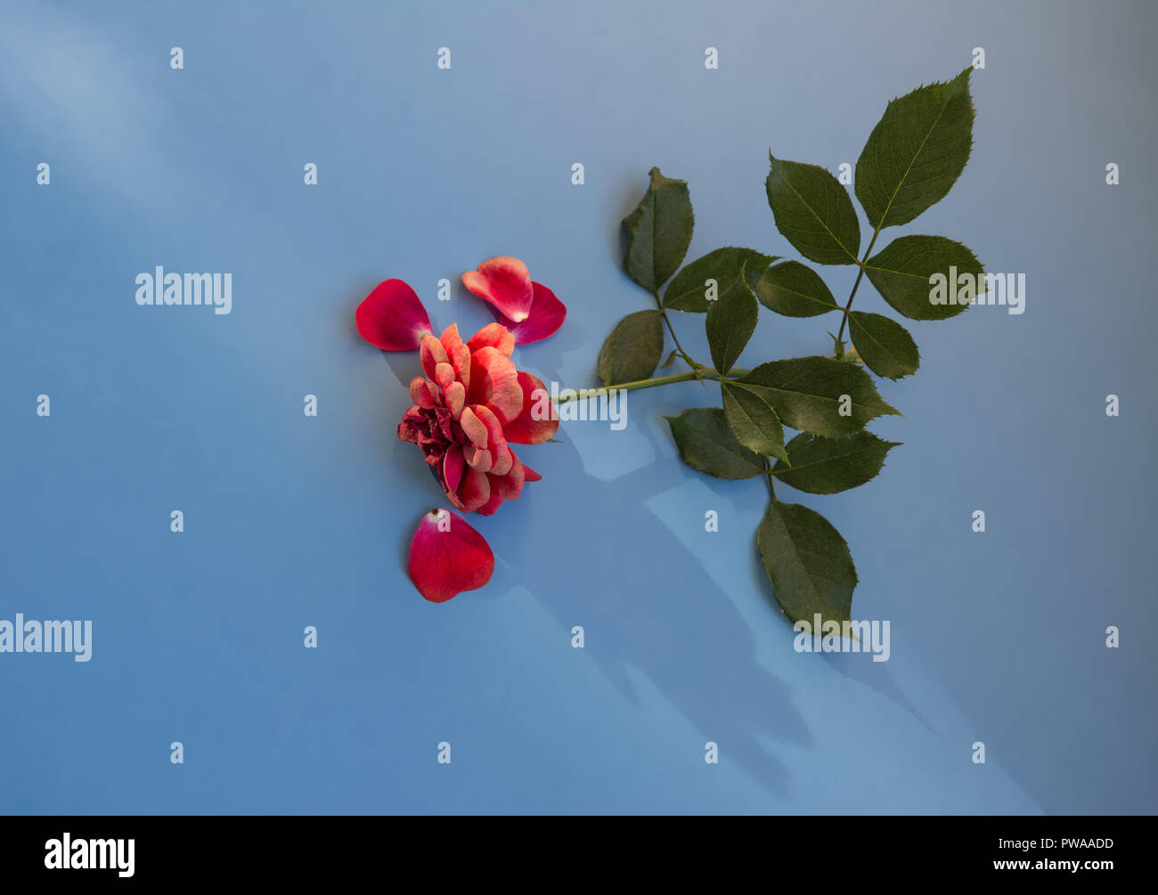 lonely sprig of roses. flower. minimalism Stock Photo - Alamy