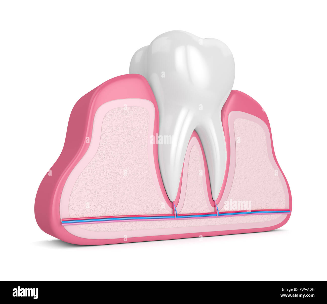 3d render of tooth in gums with nerves and blood vessels over white ...