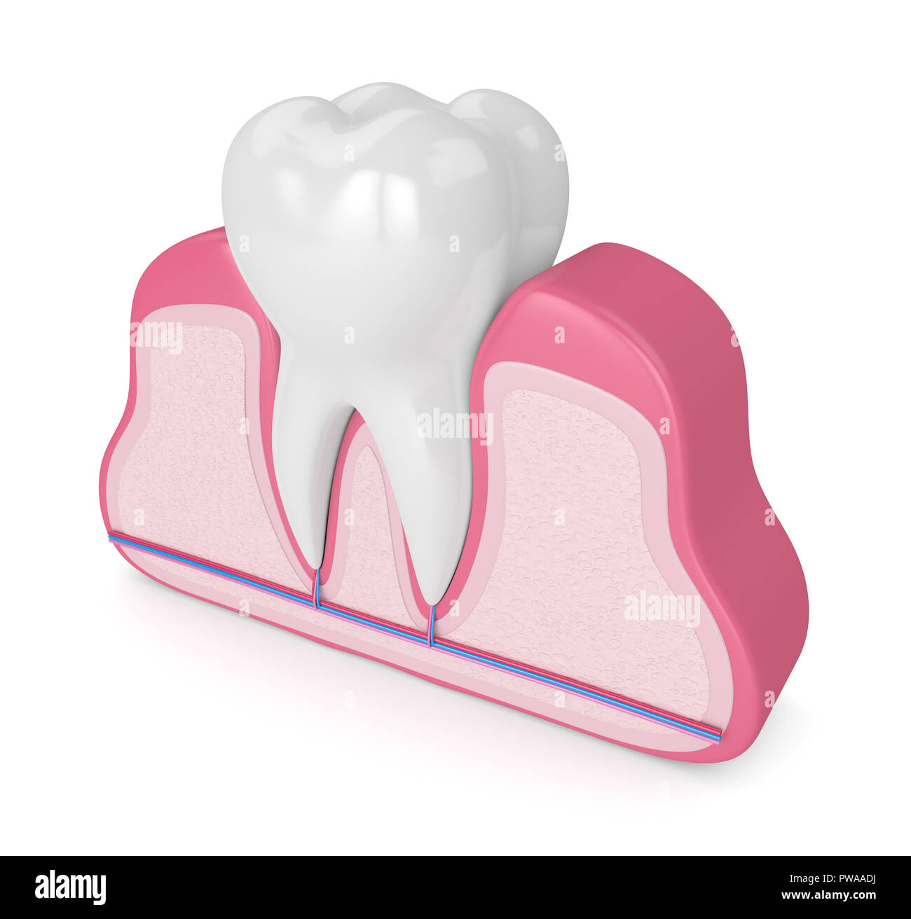 3d render of tooth in gums with nerves and blood vessels over white ...