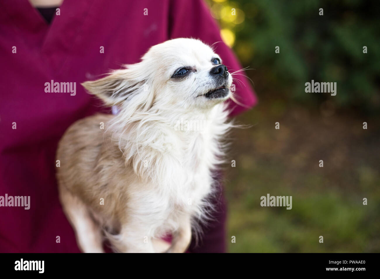 old chihuahua dog with vet Stock Photo - Alamy