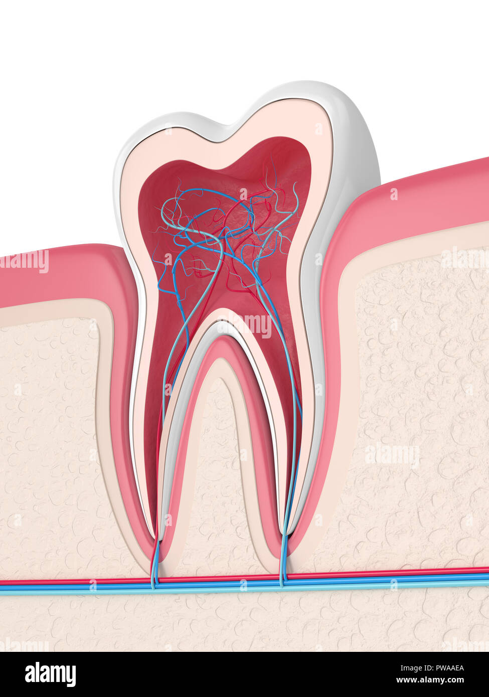 3d render of tooth in gums with nerves and blood vessels over white ...
