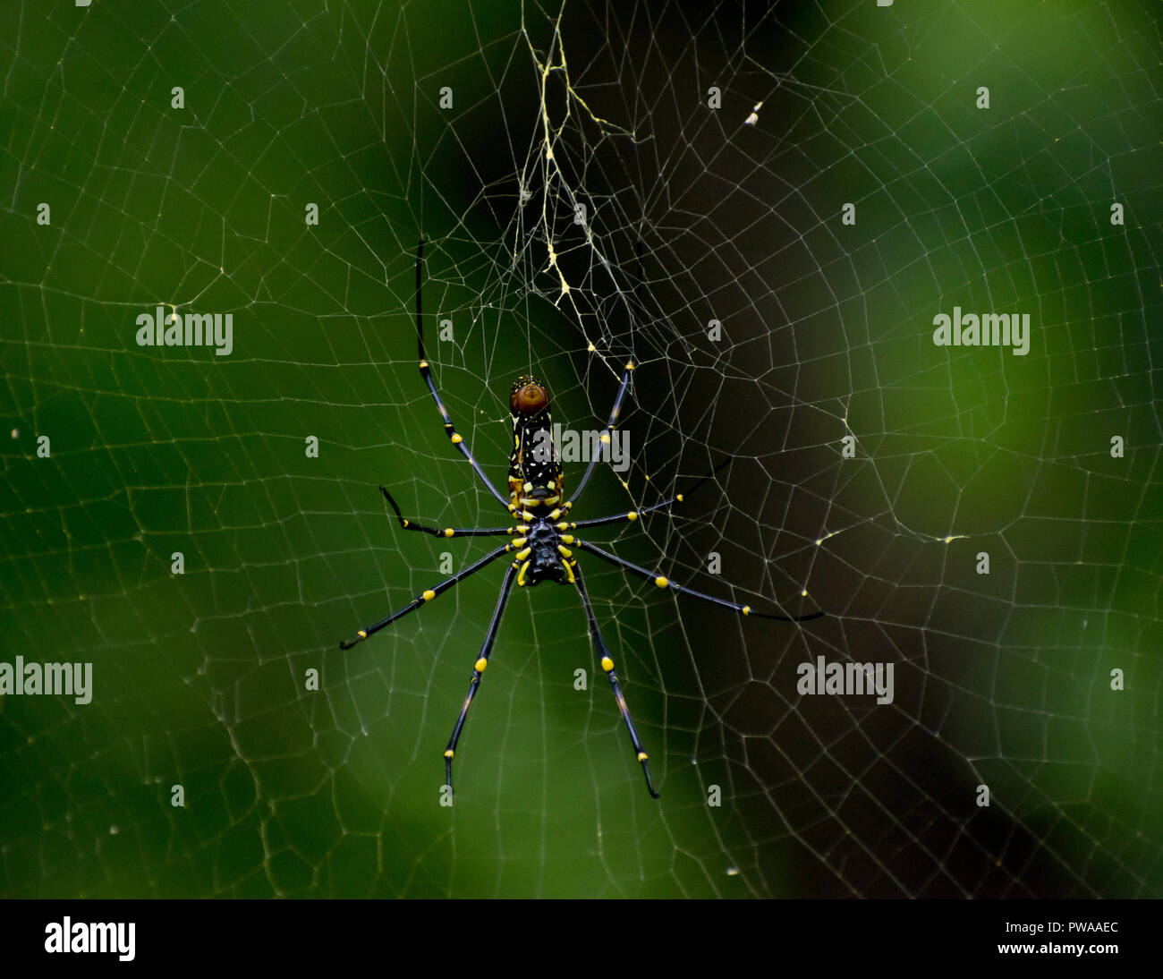 Golden silk orb-weaver hanging in web Stock Photo - Alamy