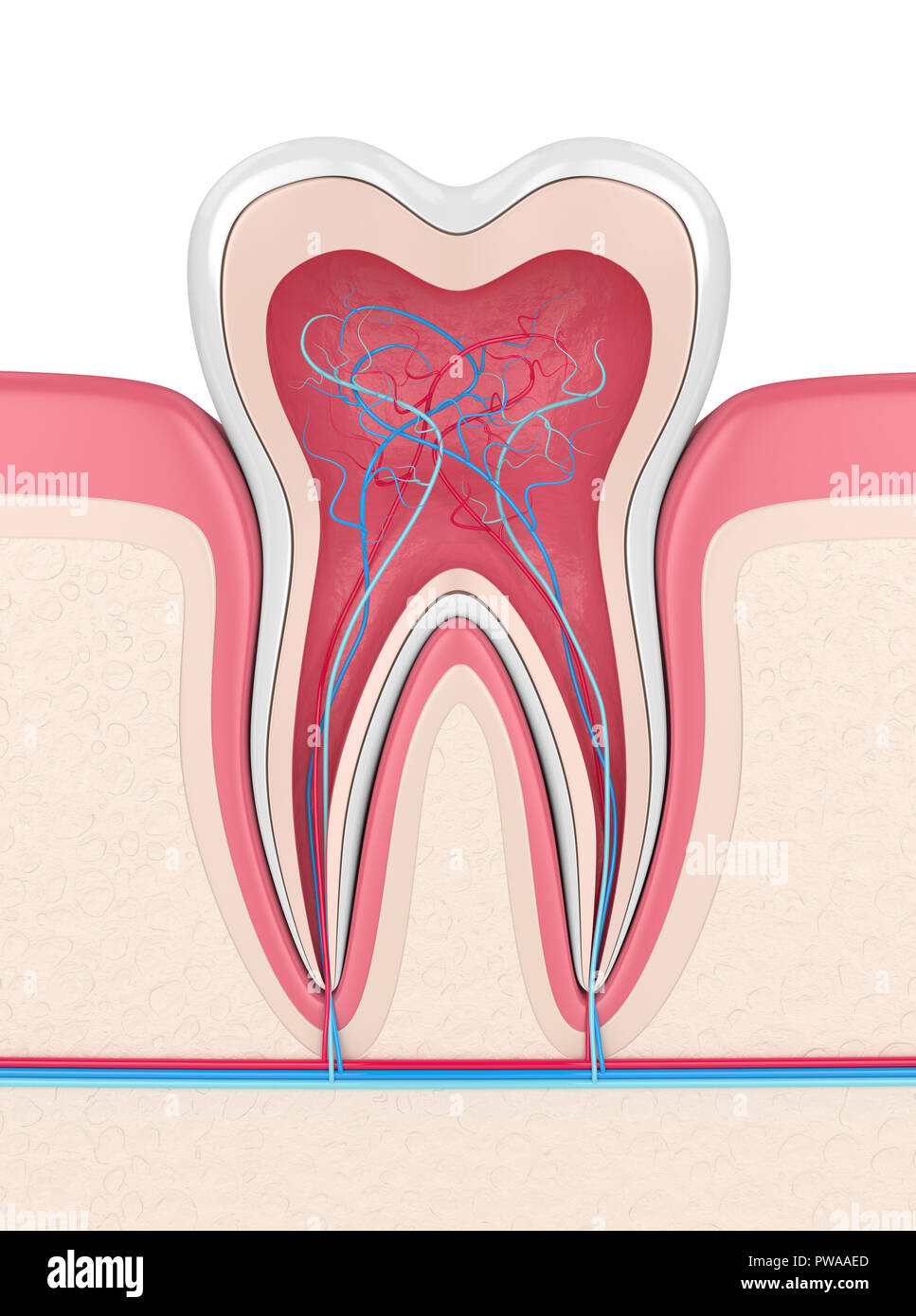 3d render of tooth in gums with nerves and blood vessels over white ...