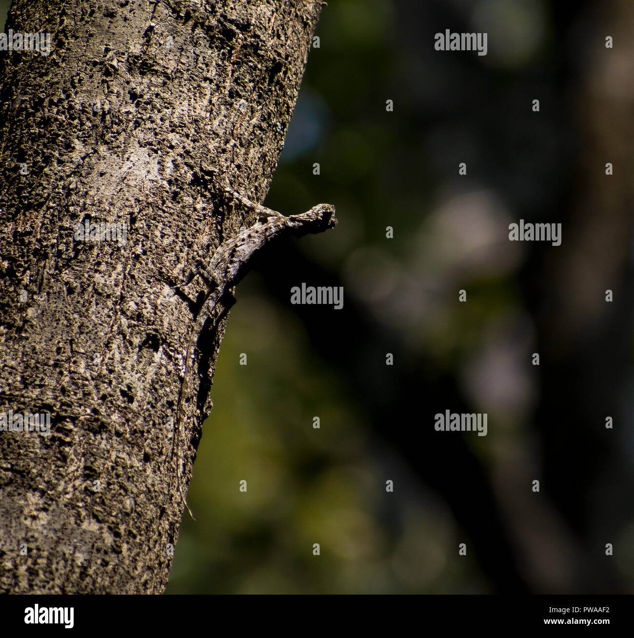 Flyinglizard hi-res stock photography and images - Alamy