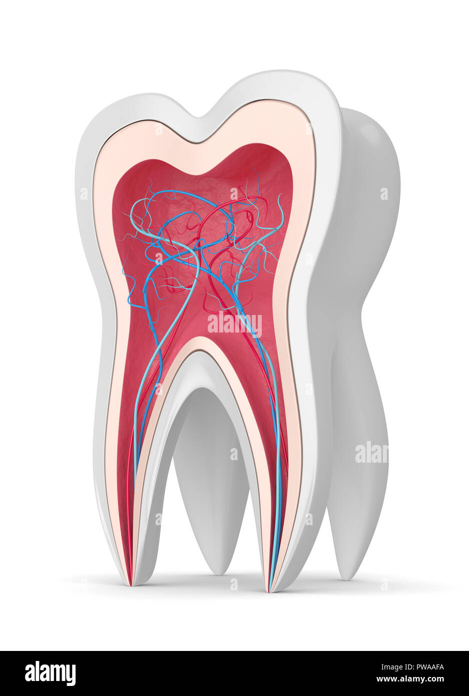 3d render of tooth in gums with nerves and blood vessels over white ...