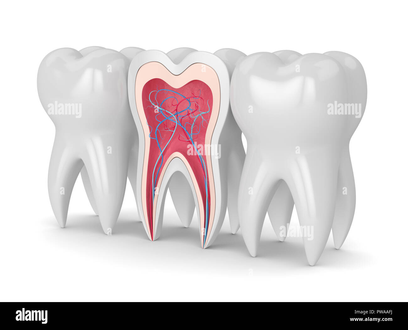 3d render of teeth cross section with nerves and blood vesselss over ...