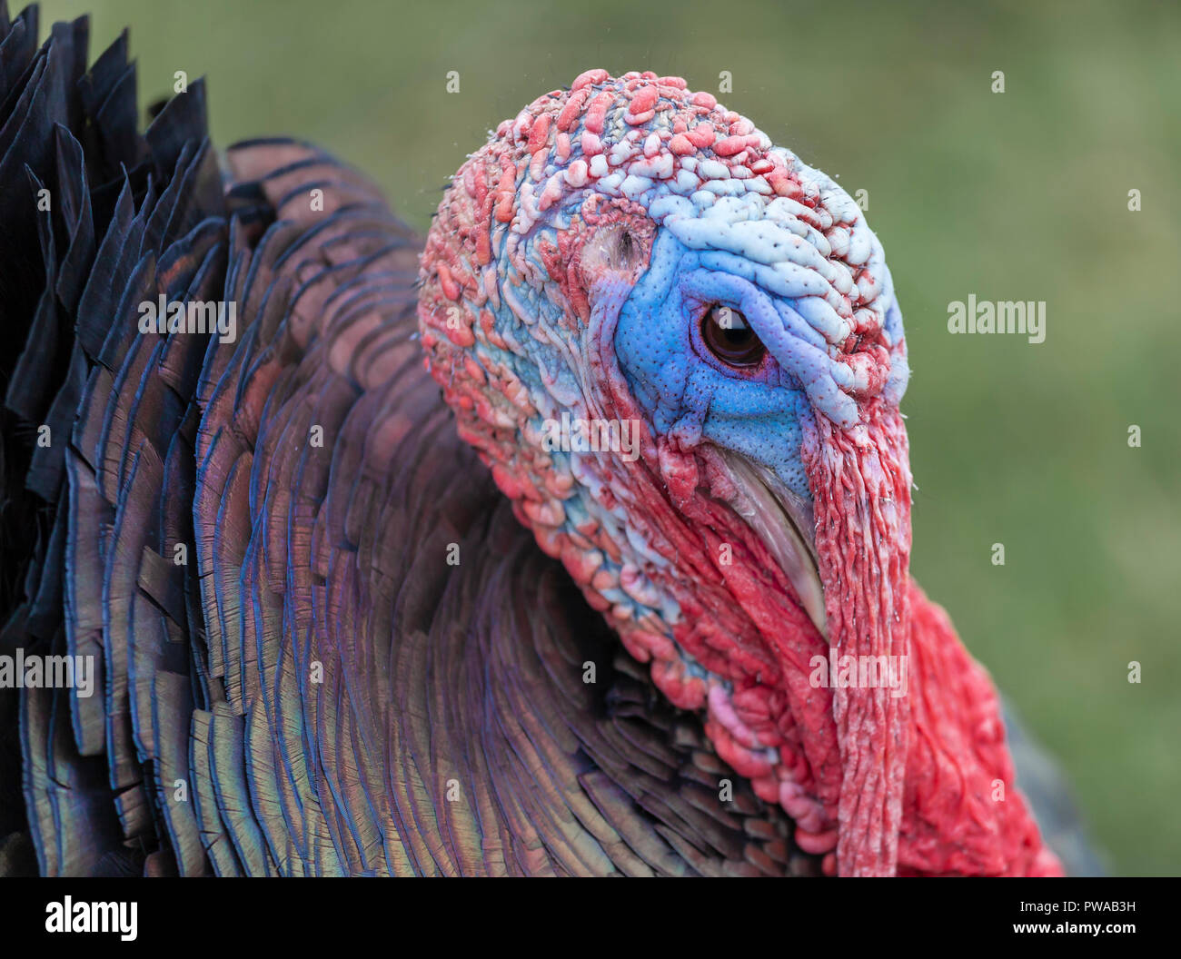 Turkey wattle hi-res stock photography and images - Alamy