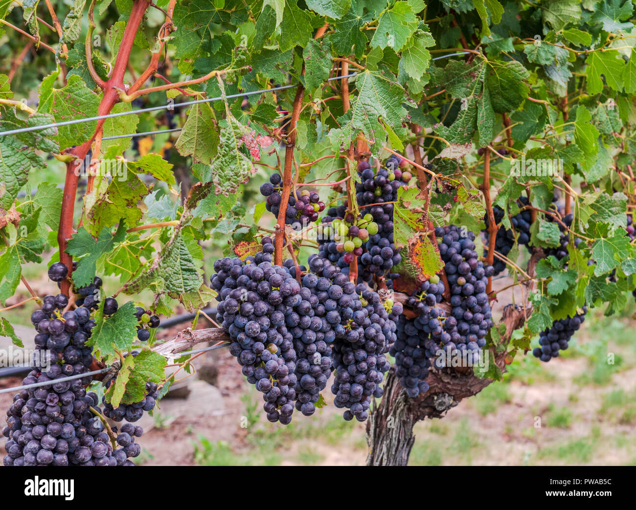 Grapes ripening in a New Zealand vineyard Stock Photo - Alamy