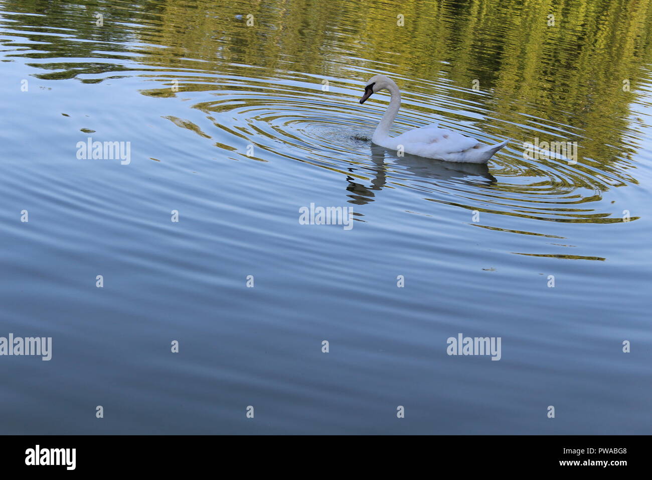 White swan floating in a city pond Stock Photo - Alamy