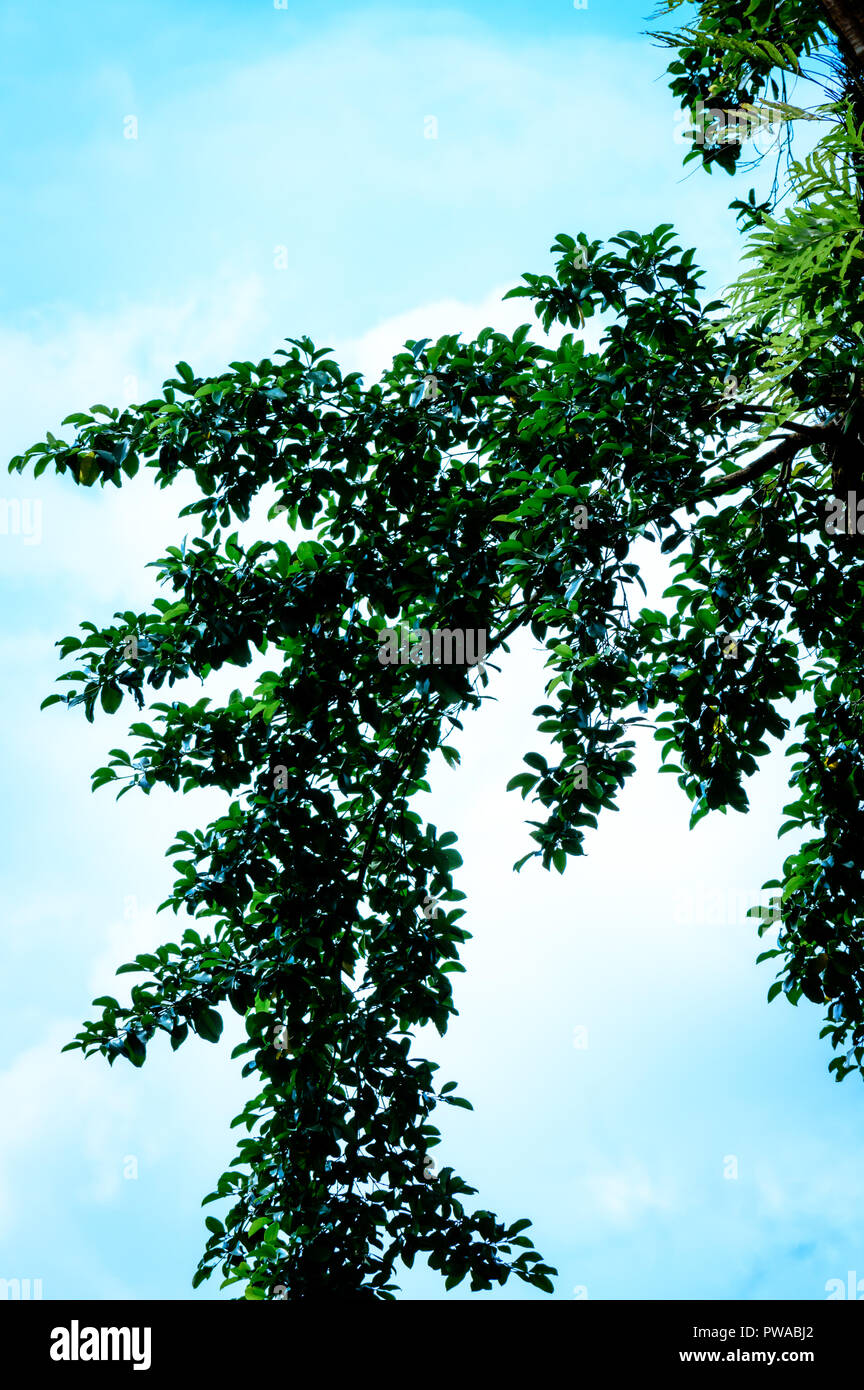 The canopy of tall trees framing a clear blue sky, with the sun shining ...