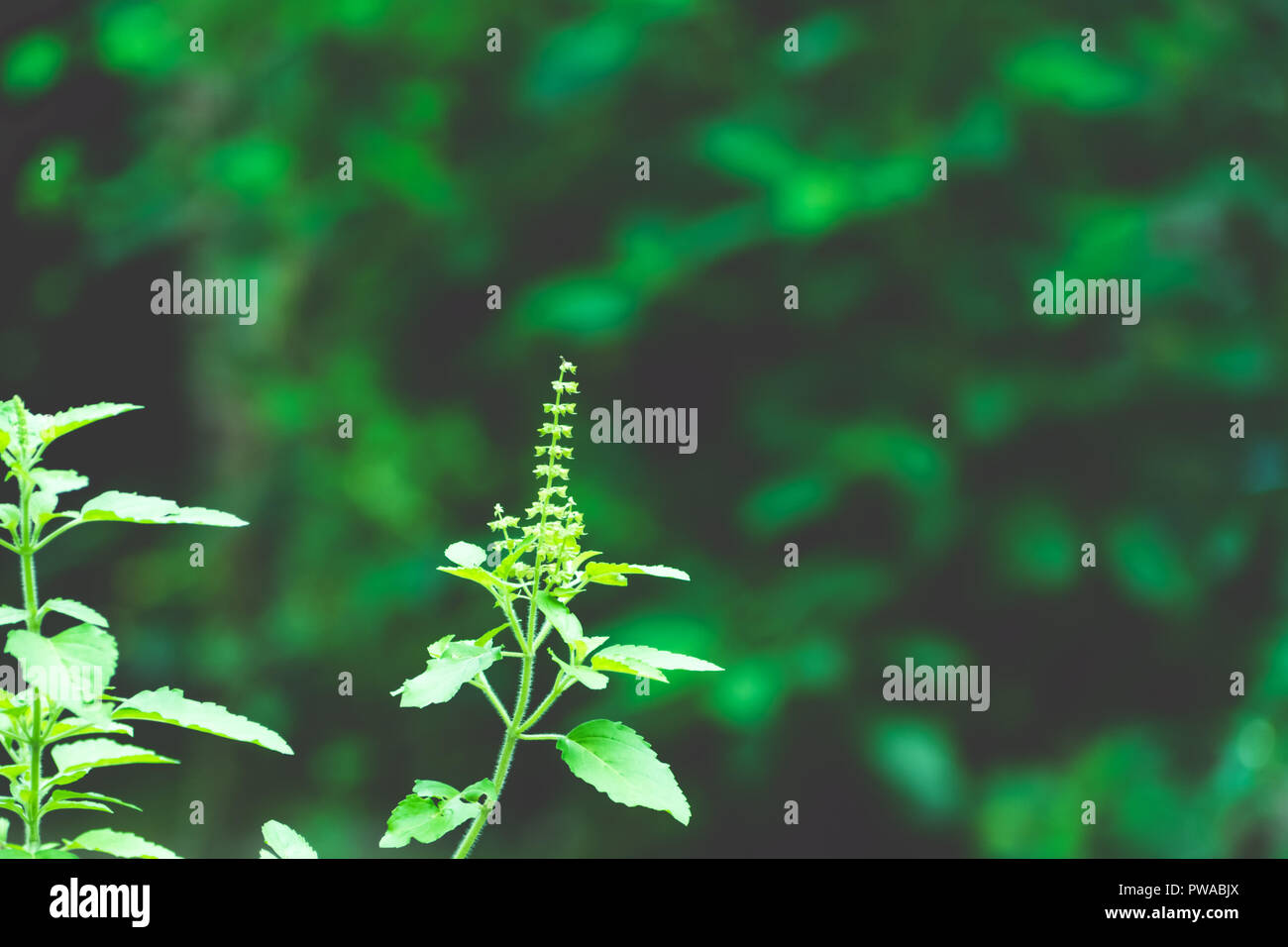 Tulasi green tree plant (also spelled Thulasi or Tulsi) taken in nature ...
