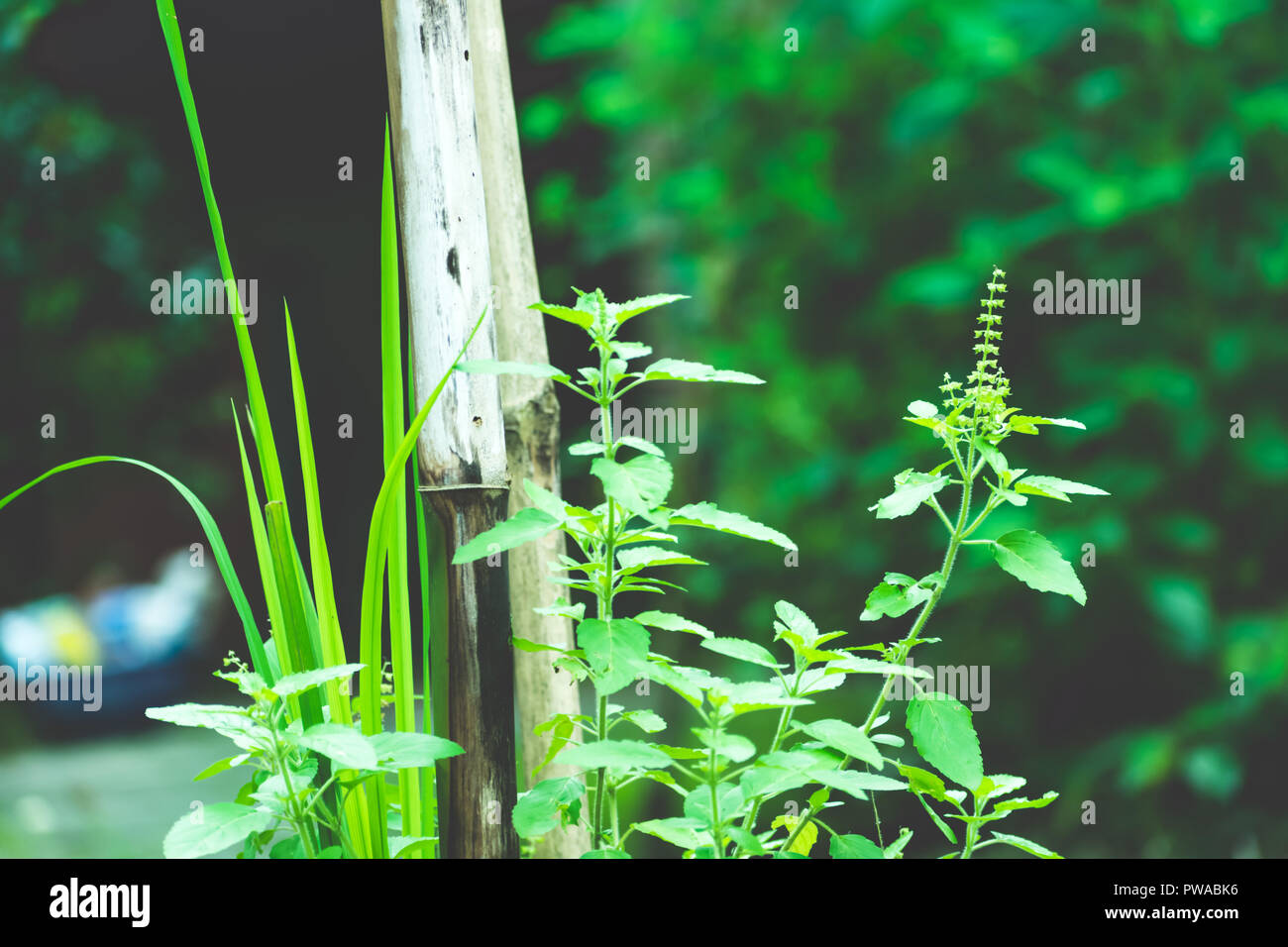Tulasi green tree plant (also spelled Thulasi or Tulsi) taken in nature ...