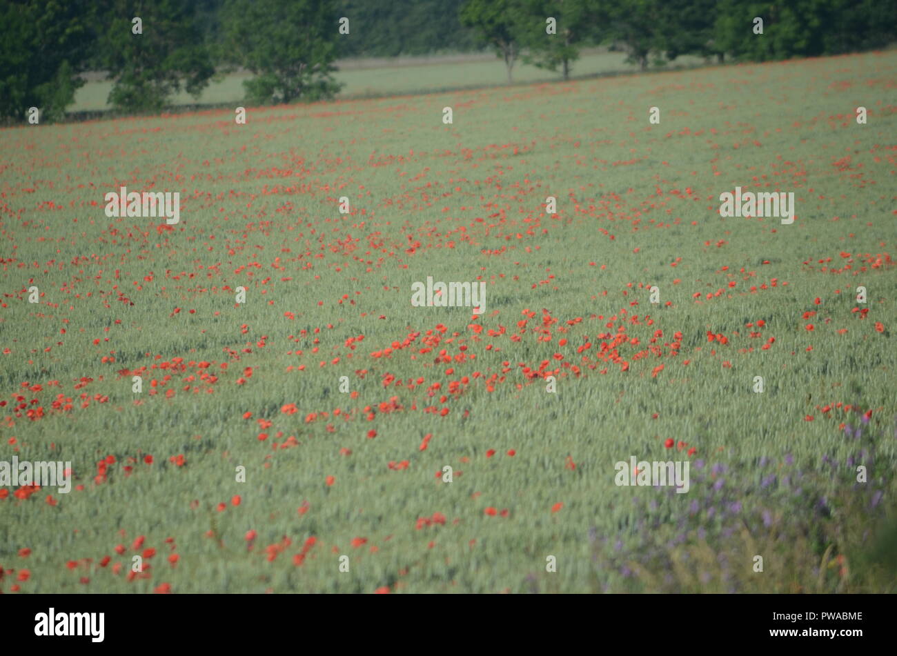 Poppies in field Stock Photo - Alamy