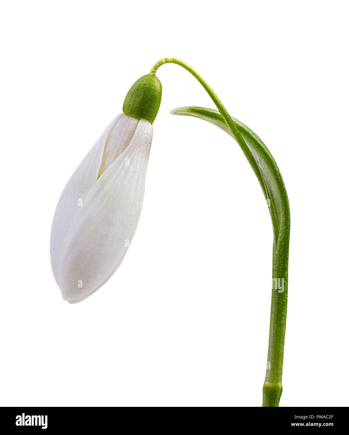 Beautiful snowdrops on snow hi-res stock photography and images - Alamy