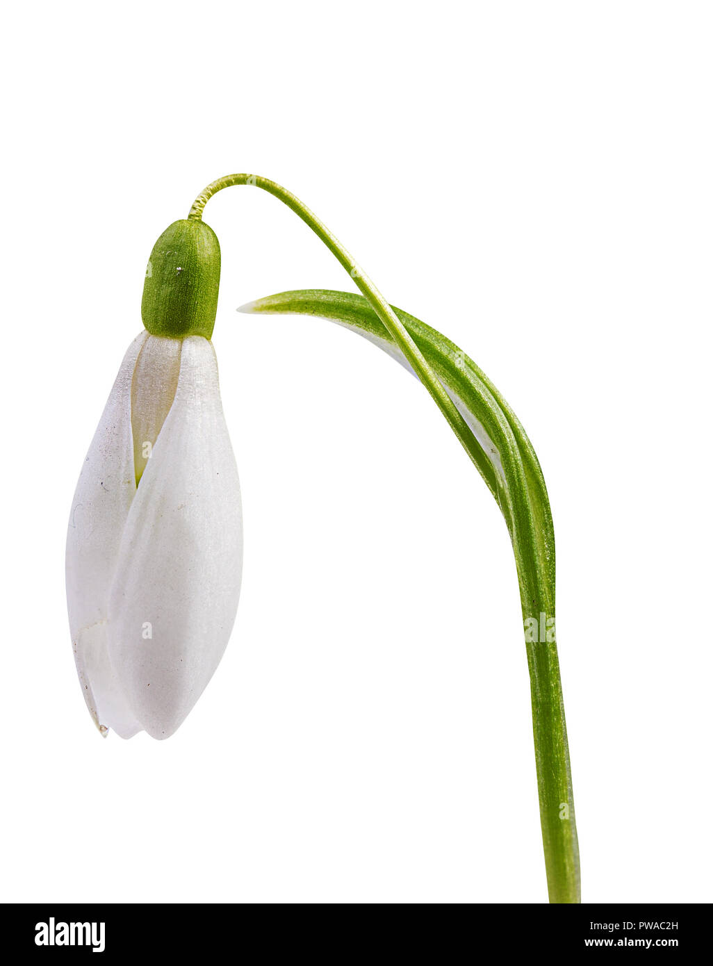 Beautiful snowdrops on snow Cut Out Stock Images & Pictures - Alamy