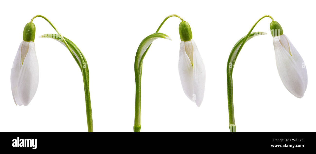 snowdrop isolated on white background Stock Photo - Alamy