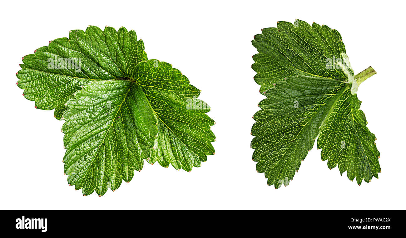 Strawberry leaf isolated on white background Stock Photo - Alamy