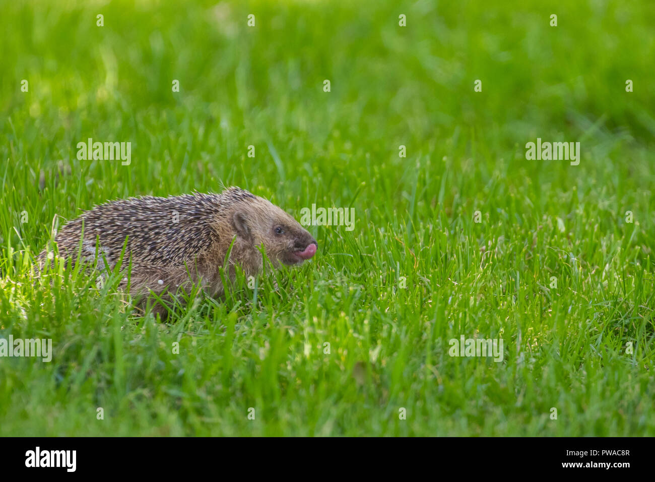 Hedgehog Tree Uk High Resolution Stock Photography and Images - Alamy