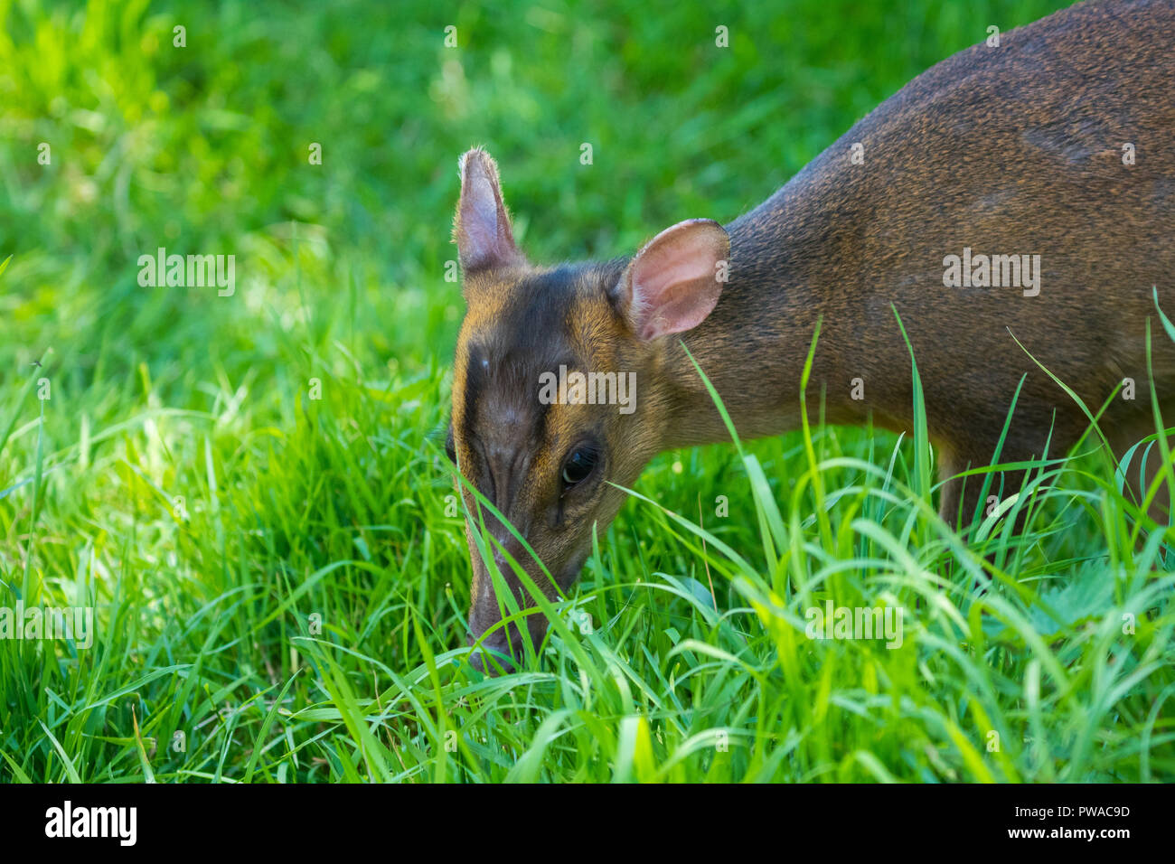 Muntjac Deer . Head close up Stock Photo - Alamy