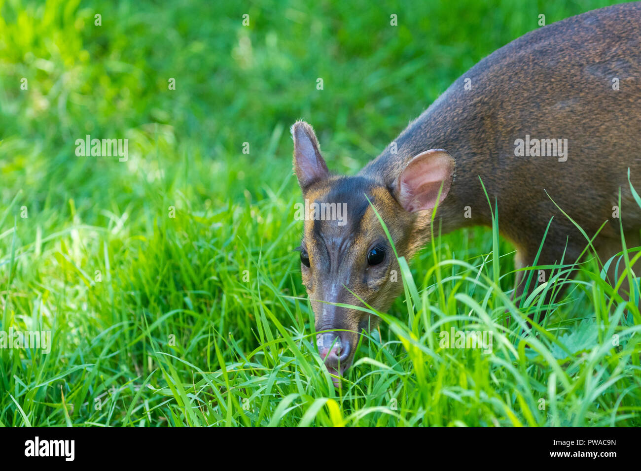 Juvenile muntjac deer hi-res stock photography and images - Alamy
